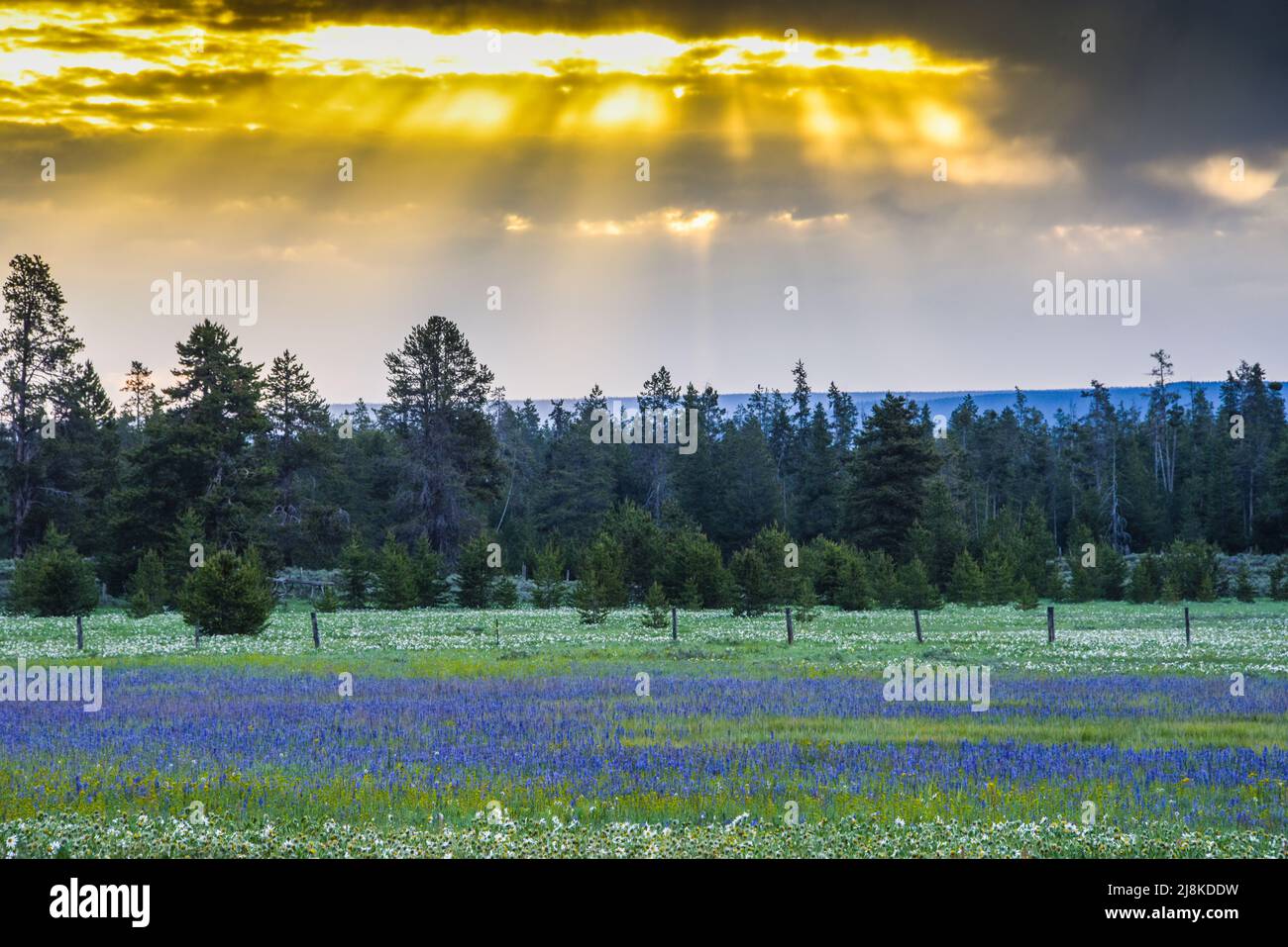 Heaven Beams over Camas Flowers, Island Park, Fremont county, Idaho ...