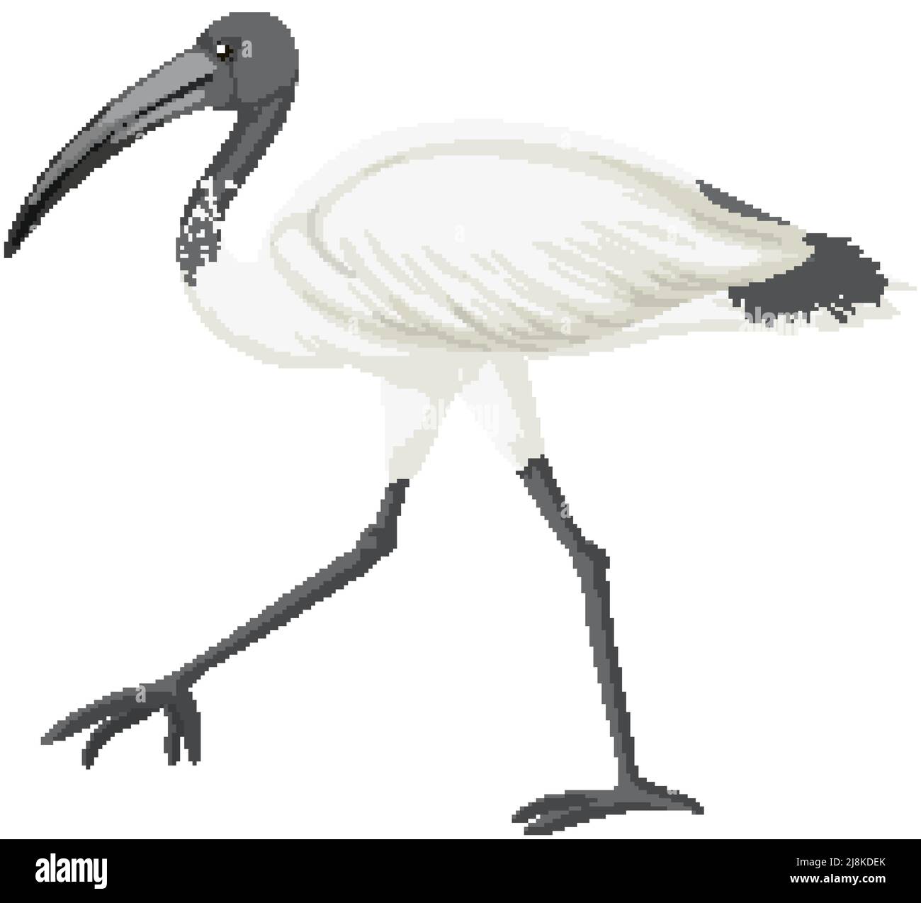 Australian white ibis isolated illustration Stock Vector Image & Art ...
