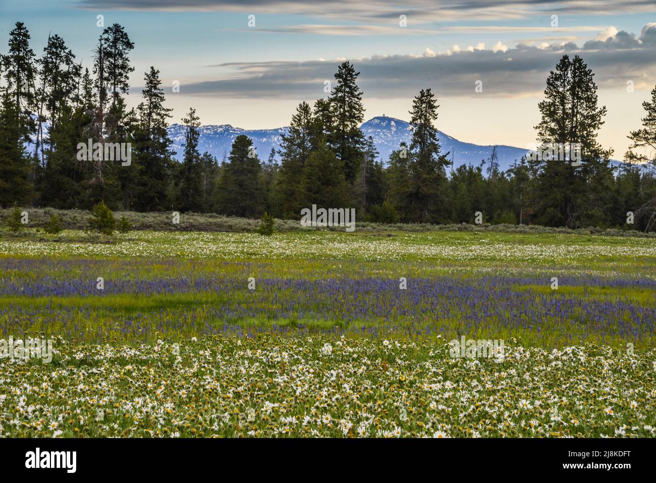 Spring Wildflower scenic, Island Park, Fremont County, Idaho, USA Stock ...