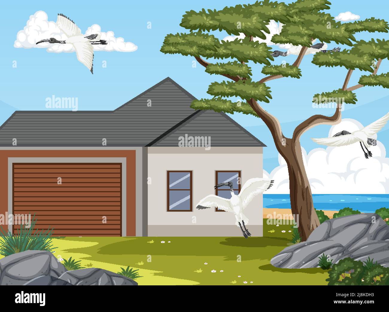Australian white ibis bird around house illustration Stock Vector Image ...