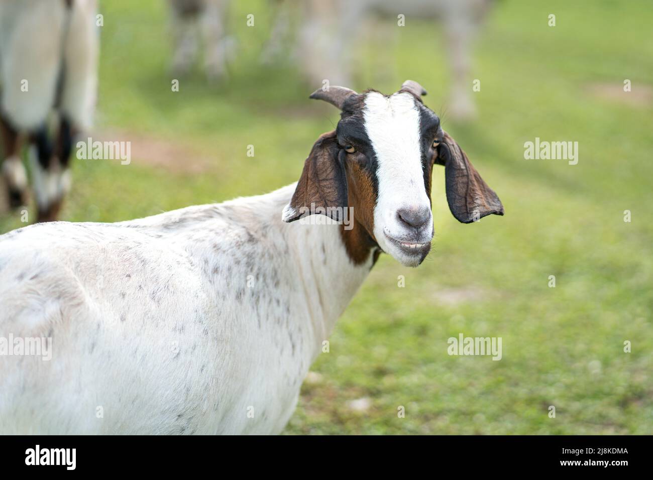Nubian goat hi-res stock photography and images - Alamy