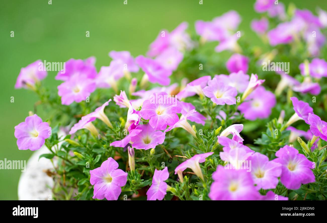 Pink color Petunia flower in full bloom. Spring background Stock Photo ...