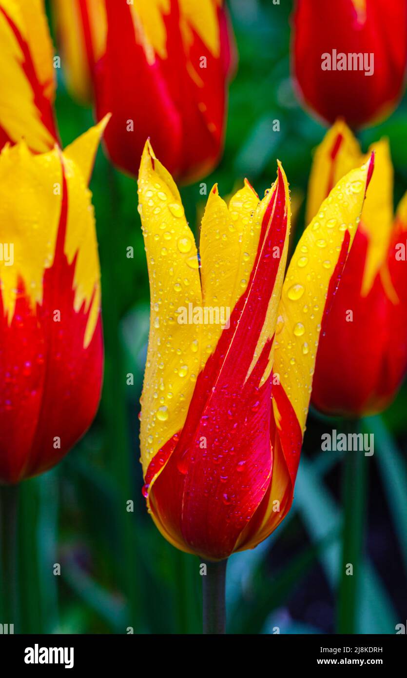 Blood rain shower hi-res stock photography and images - Alamy