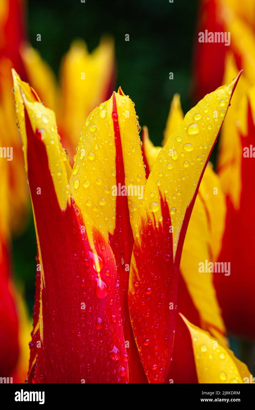 Blood rain shower hi-res stock photography and images - Alamy