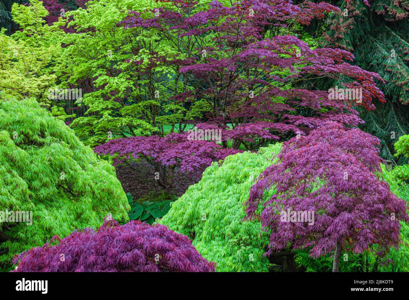 Multiple coloured leaves of trees in a Vancouver botanical garden Stock ...