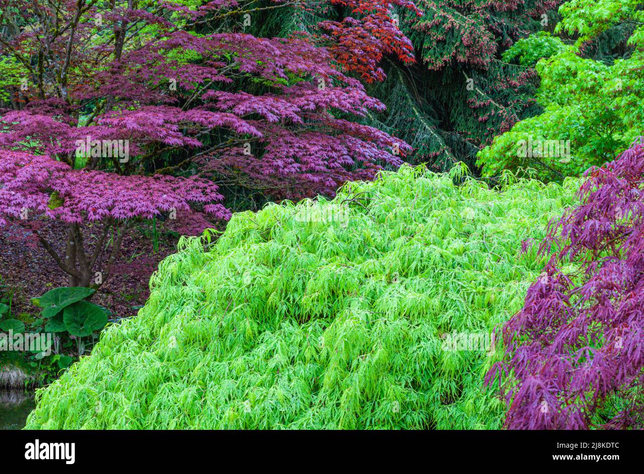 Multiple coloured leaves of trees in a Vancouver botanical garden Stock ...