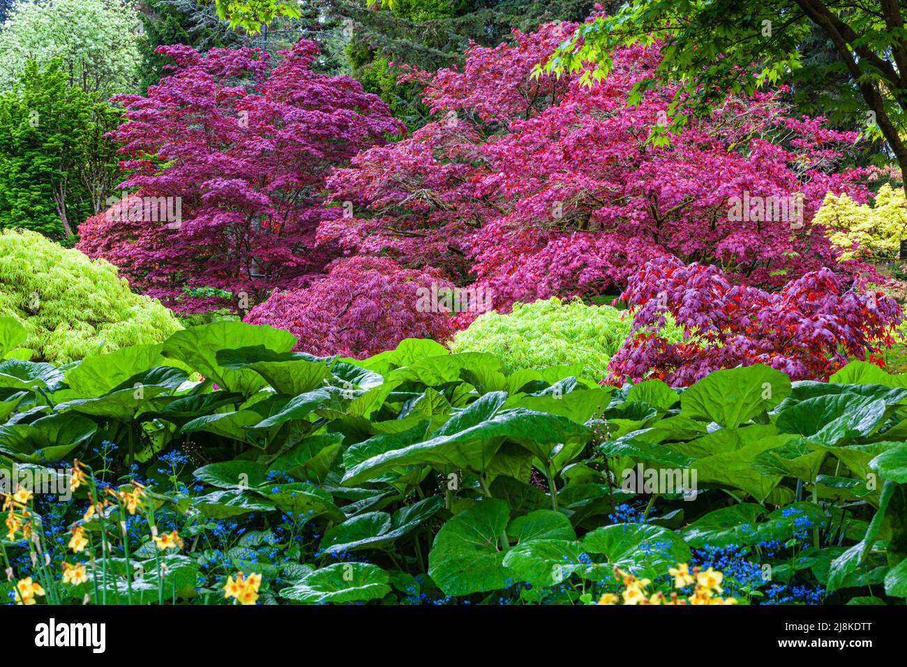 Multiple coloured leaves of trees in a Vancouver botanical garden Stock ...