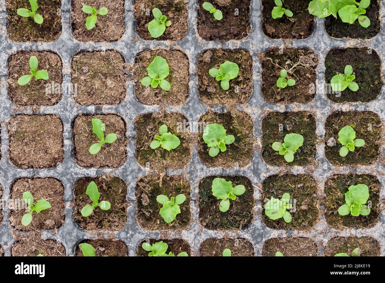 Top view of green lettuce seedling in cultivation tray Stock Photo - Alamy