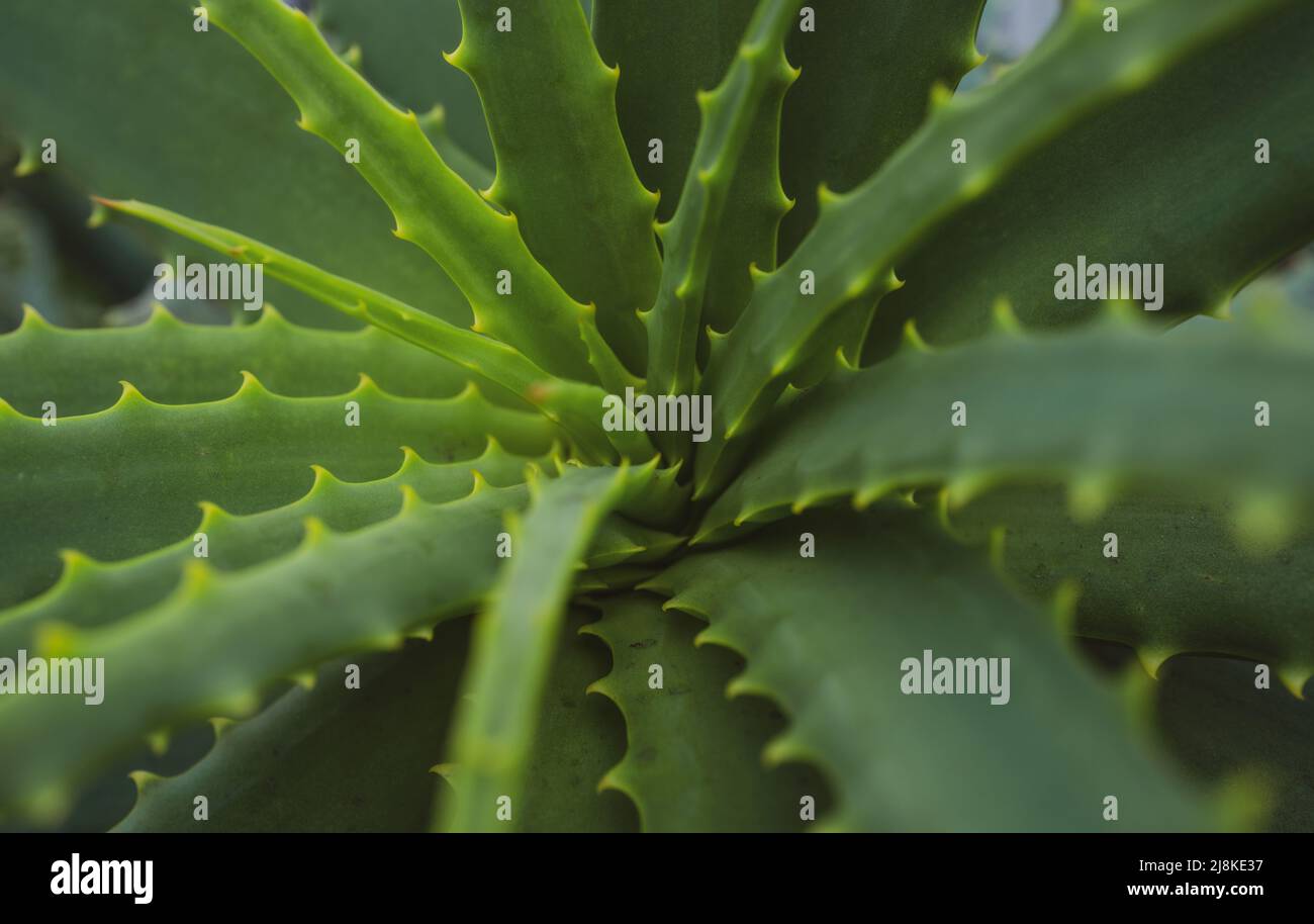 Aloe vera. Cactus backdround, cacti design or cactaceae pattern Stock ...