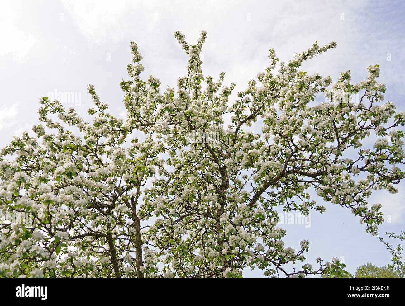 Blossoming apple orchard in spring. Beauty world Stock Photo - Alamy