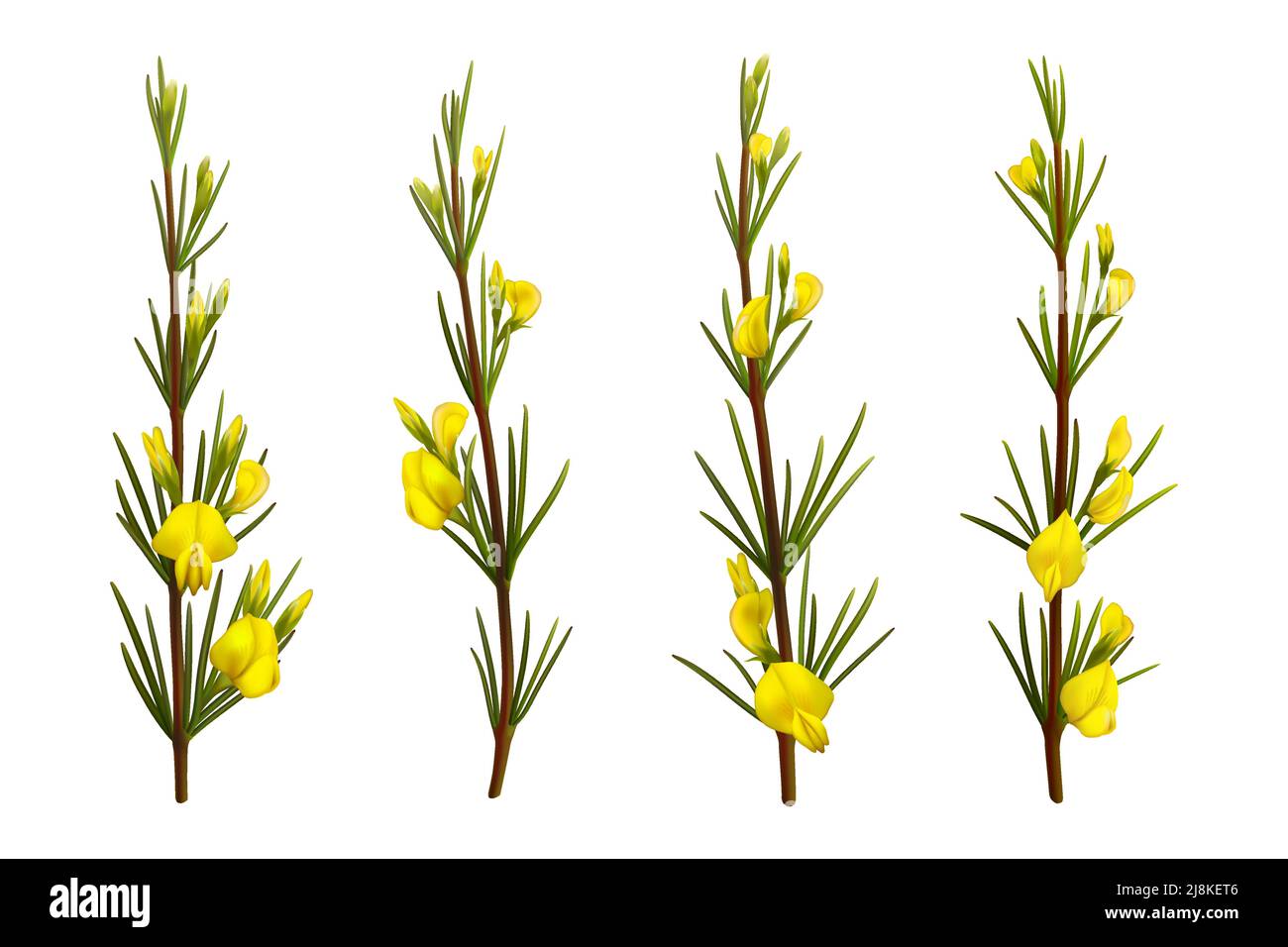 Realistic rooibos plant with flowers, isolated redbush. Vector plant ...