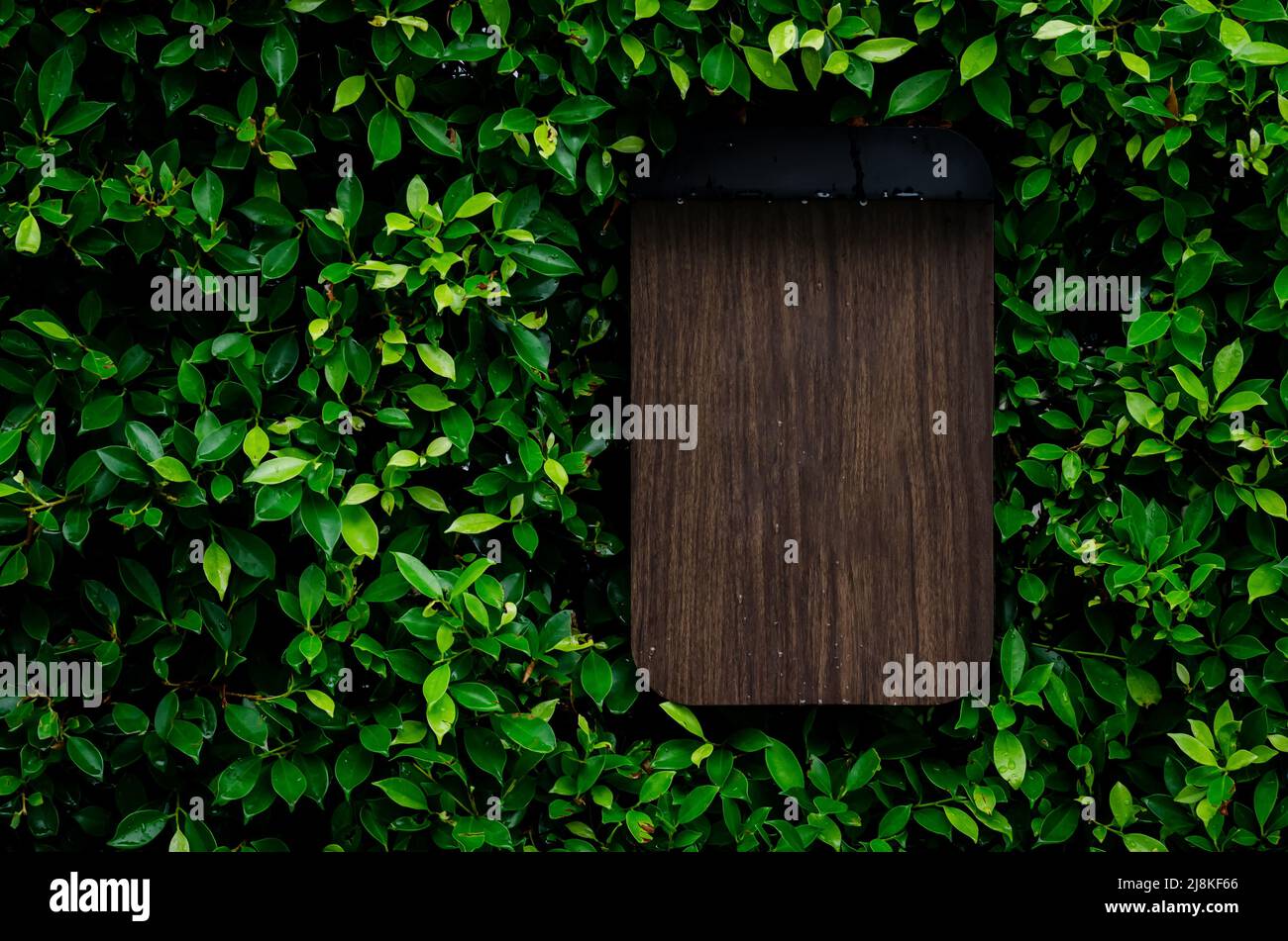Wooden sign with empty space for word stand with bush of green leaves ...