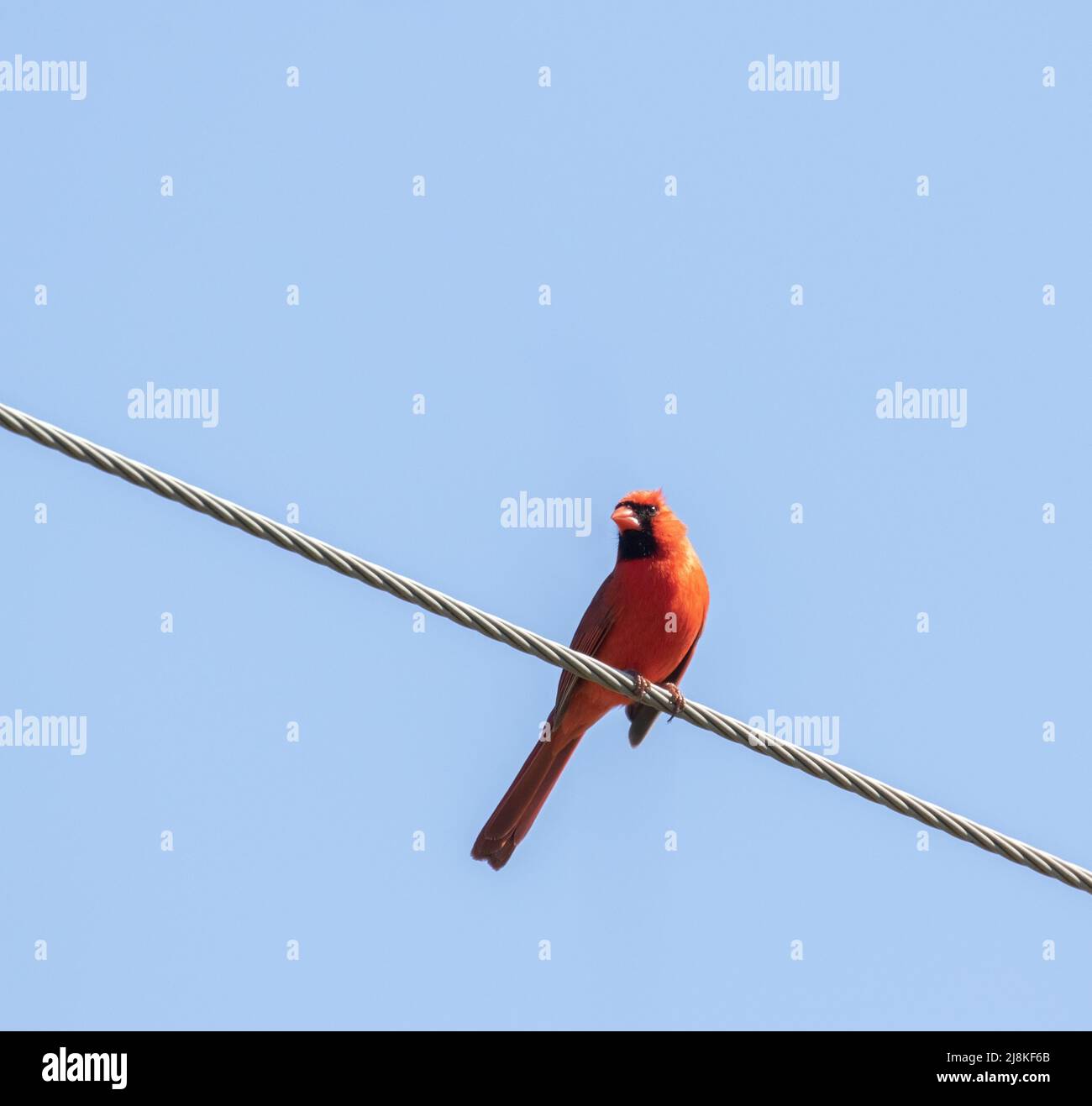 A male Northern Cardinal on a utility wir with blue sky Stock Photo - Alamy