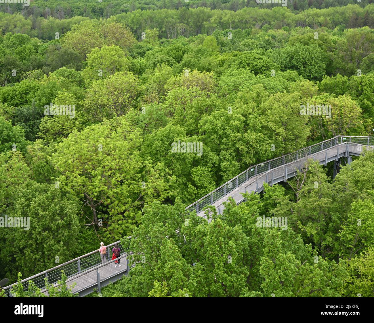 16 May 2022, Thuringia, Schönstedt: Visitors walk along the treetop ...