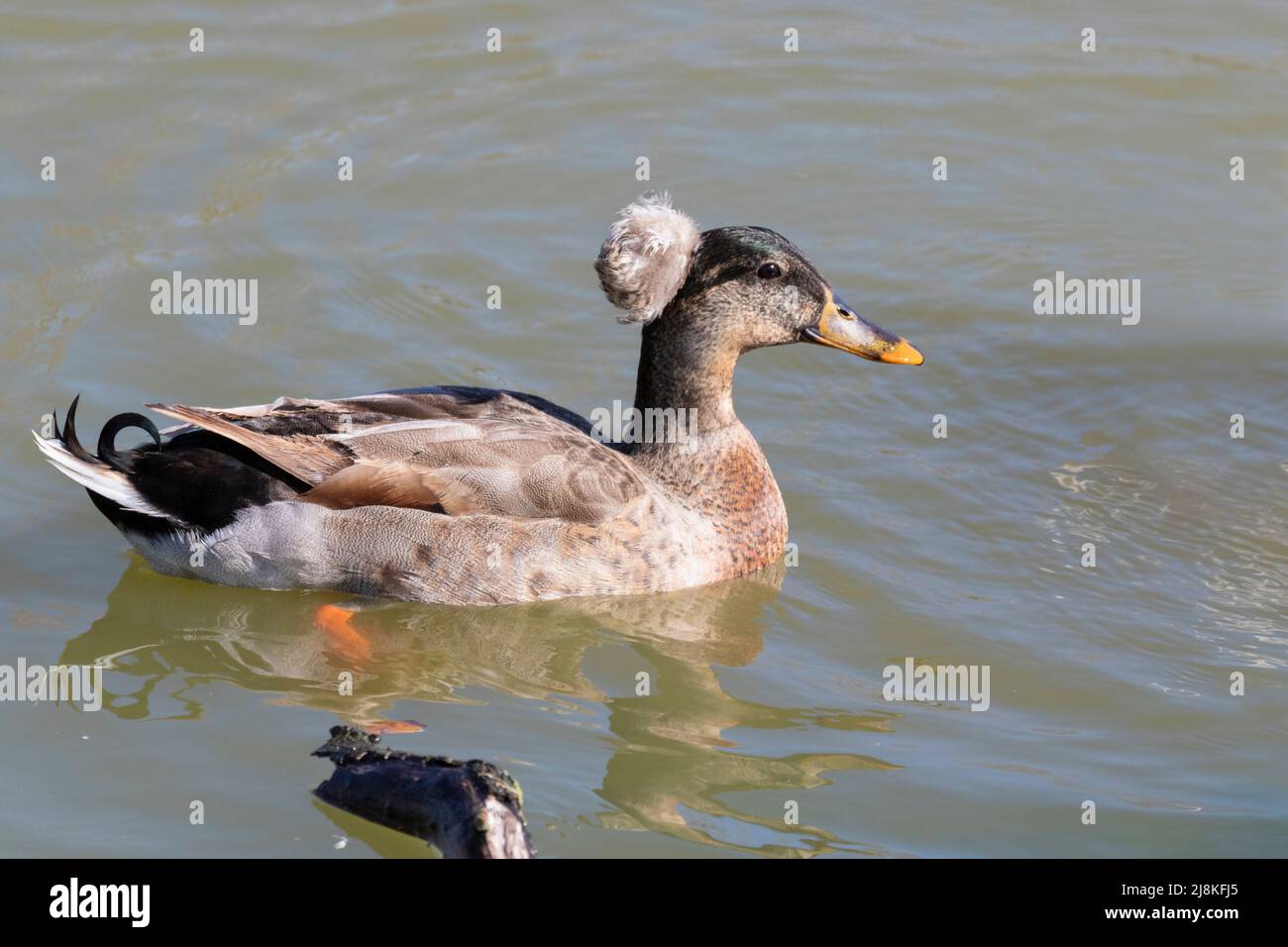 Gray Crested Duck