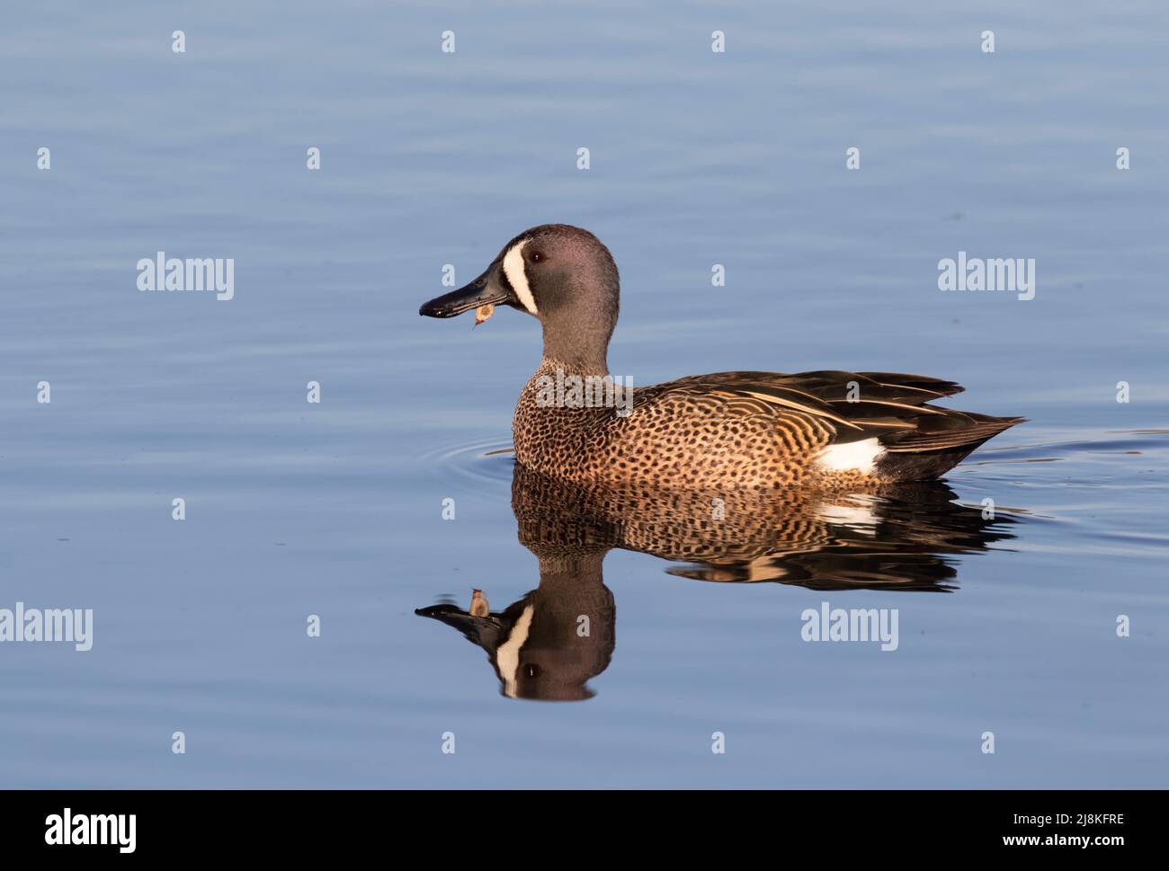 The blue wing teal at Brazos Band State park Stock Photo - Alamy