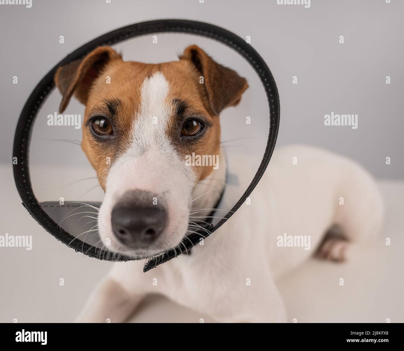 Jack Russell Terrier dog in plastic cone after surgery Stock Photo - Alamy