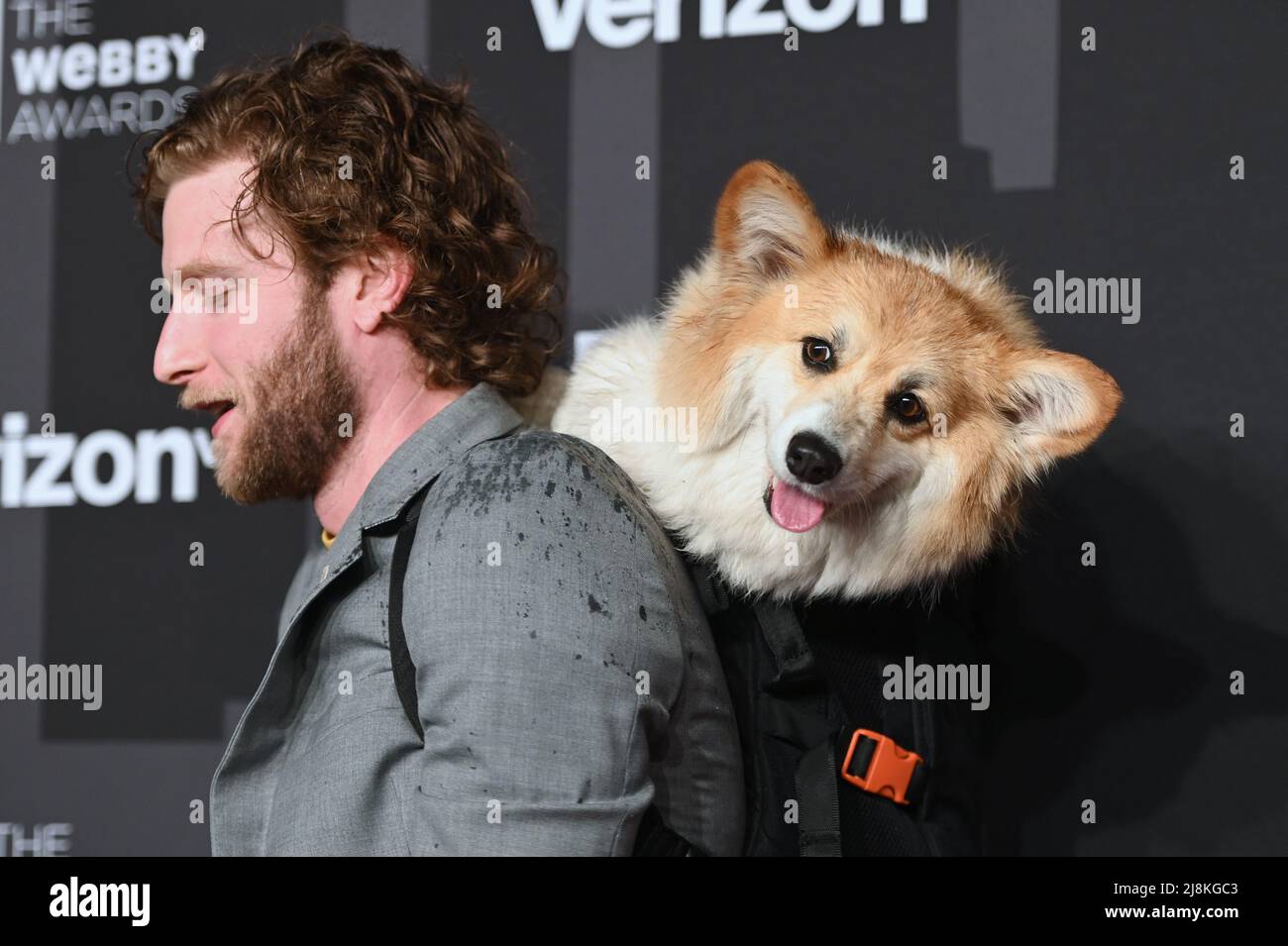New York, USA. 16th May, 2022. Maxine the fluffy Corgi and Bryan ...
