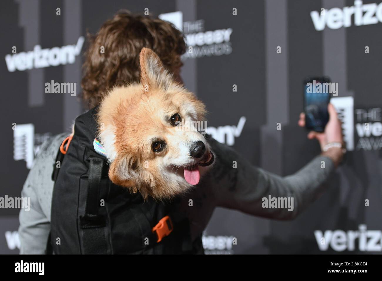 Maxine the fluffy Corgi and Bryan Reisberg attend the 26th Annual Webby ...