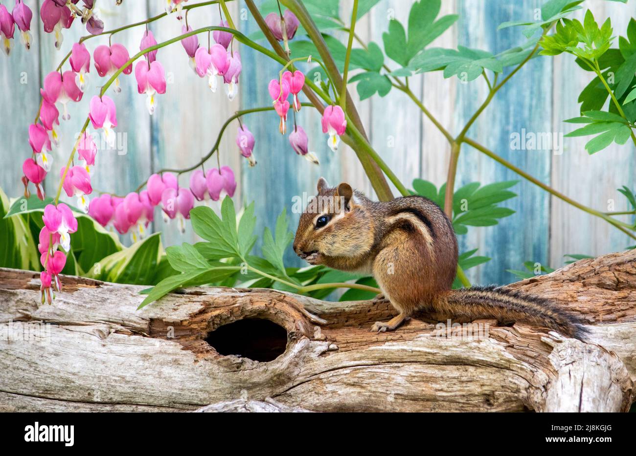 Furry striped chipmunk nibbles on seeds as she explores a garden filled ...