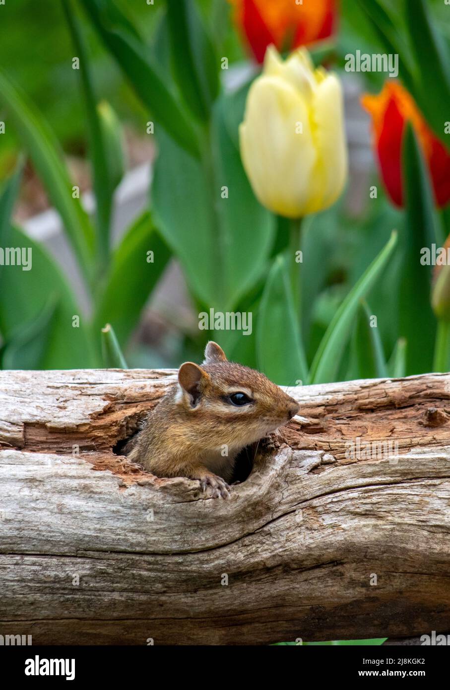 Hollow log chipmunk hi-res stock photography and images - Alamy