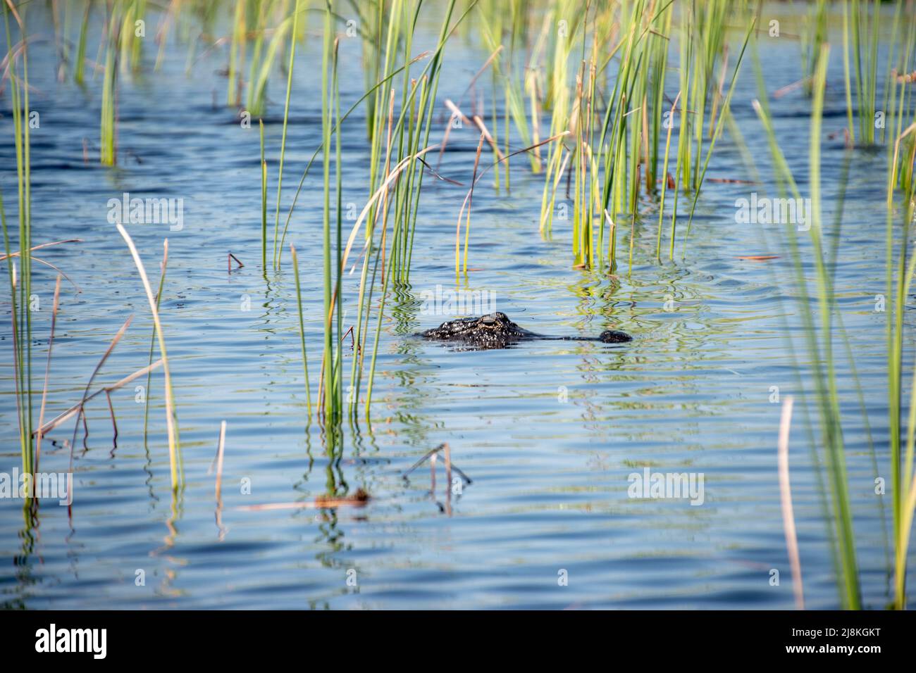 A single alligator swimming in the Everglades National Park, Florida ...