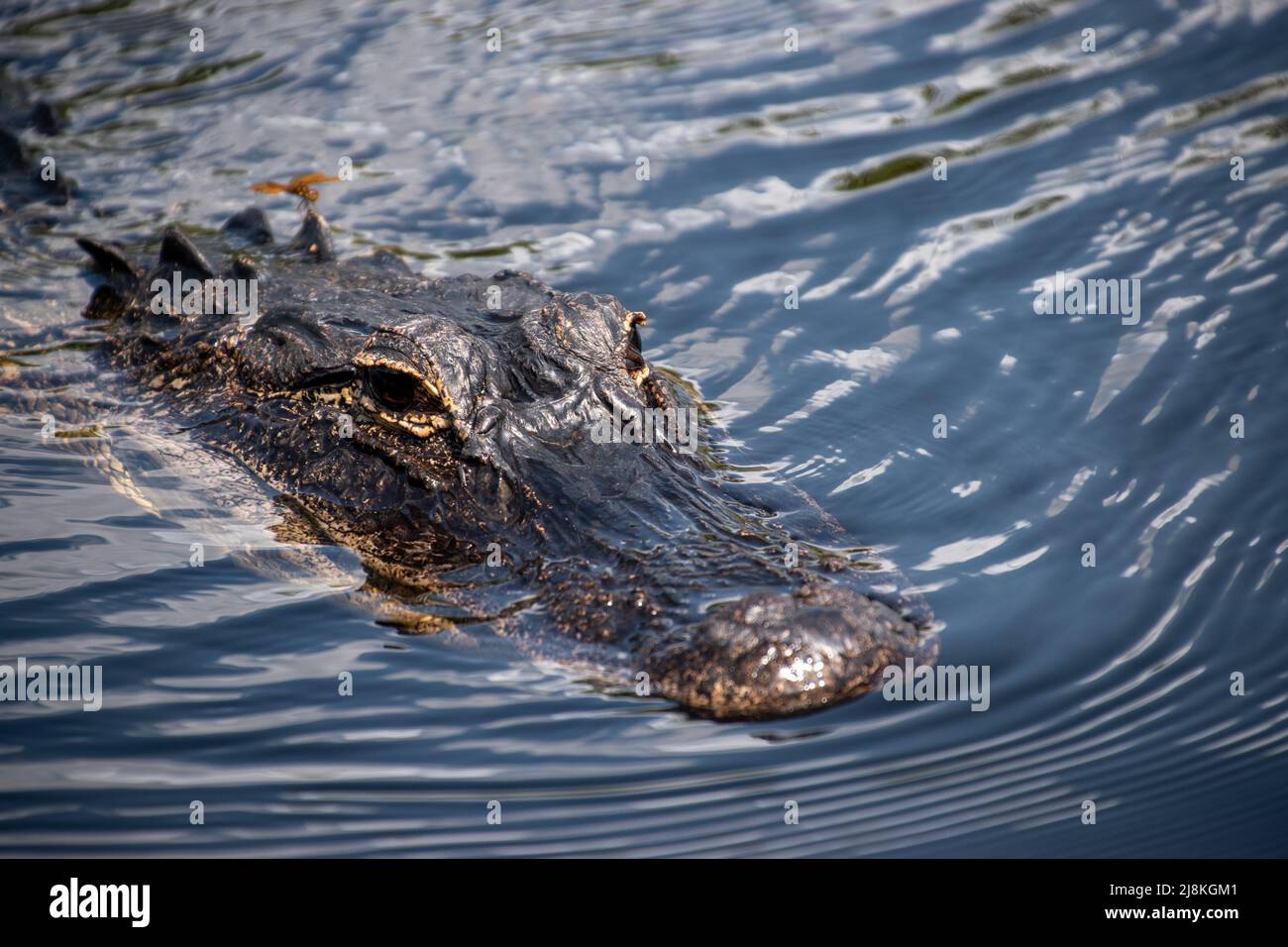 A single alligator swimming in the Everglades National Park, Florida ...