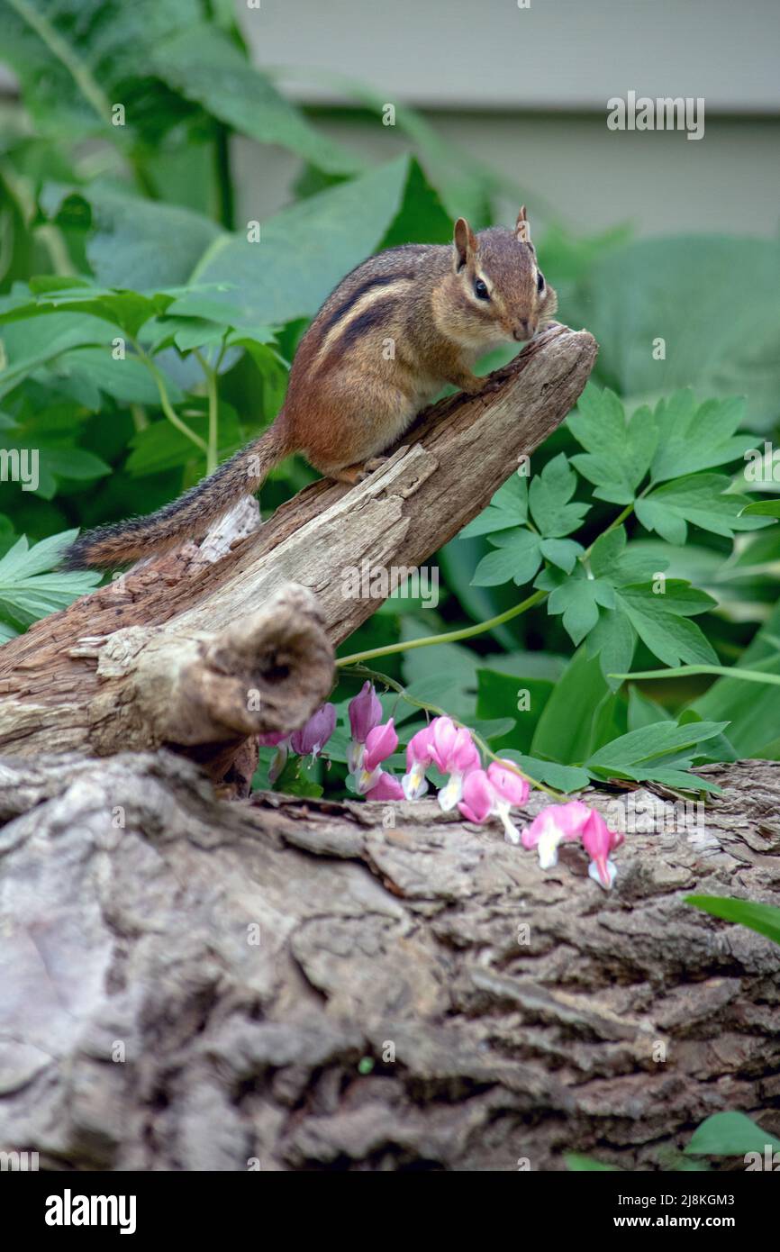 Chipmunk stands at the top of a log, looking around for any danger ...