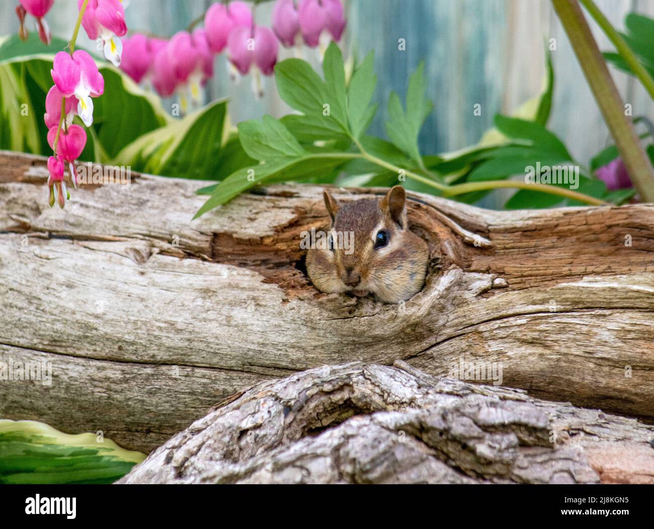 Chubby cheeked babies hi-res stock photography and images - Alamy