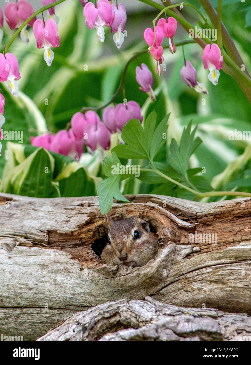 Chubby chipmunk peeks out from her hiding spot in this hollow log Stock ...