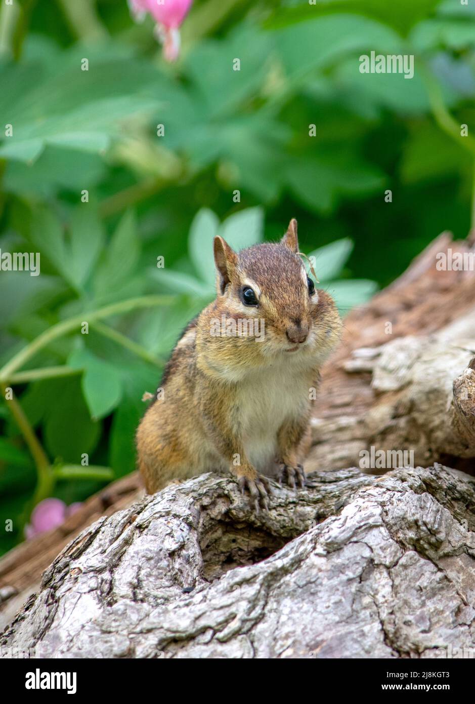 Cheeks puffy hi-res stock photography and images - Alamy