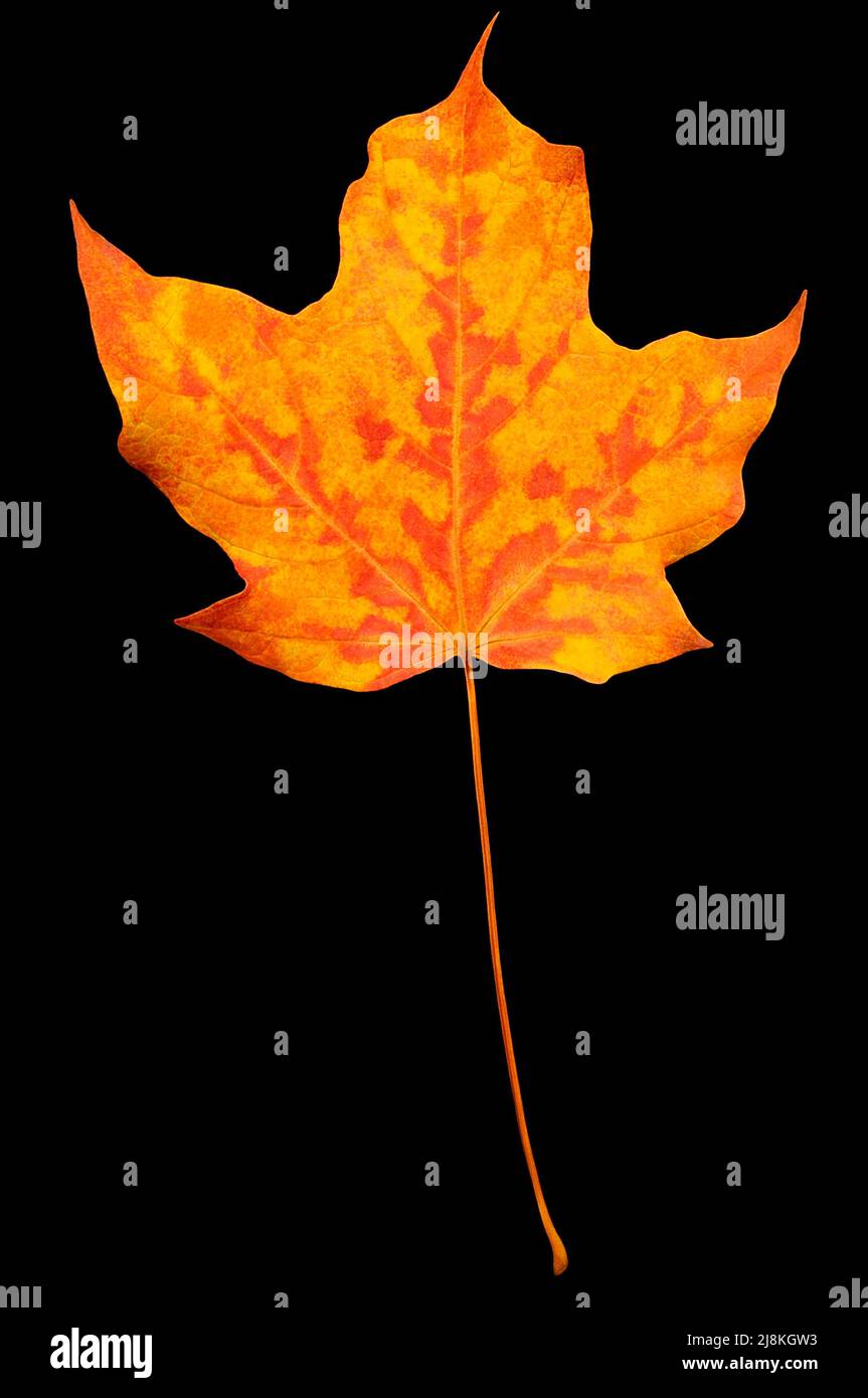 Autumn red maple leaf hi-res stock photography and images - Alamy