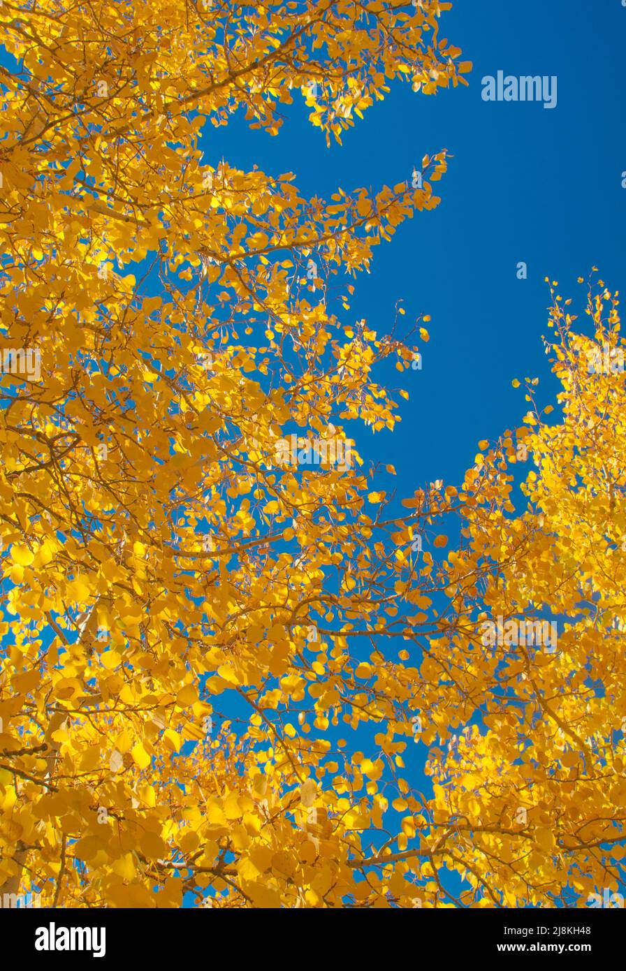 Aspen trees in autumn Stock Photo - Alamy