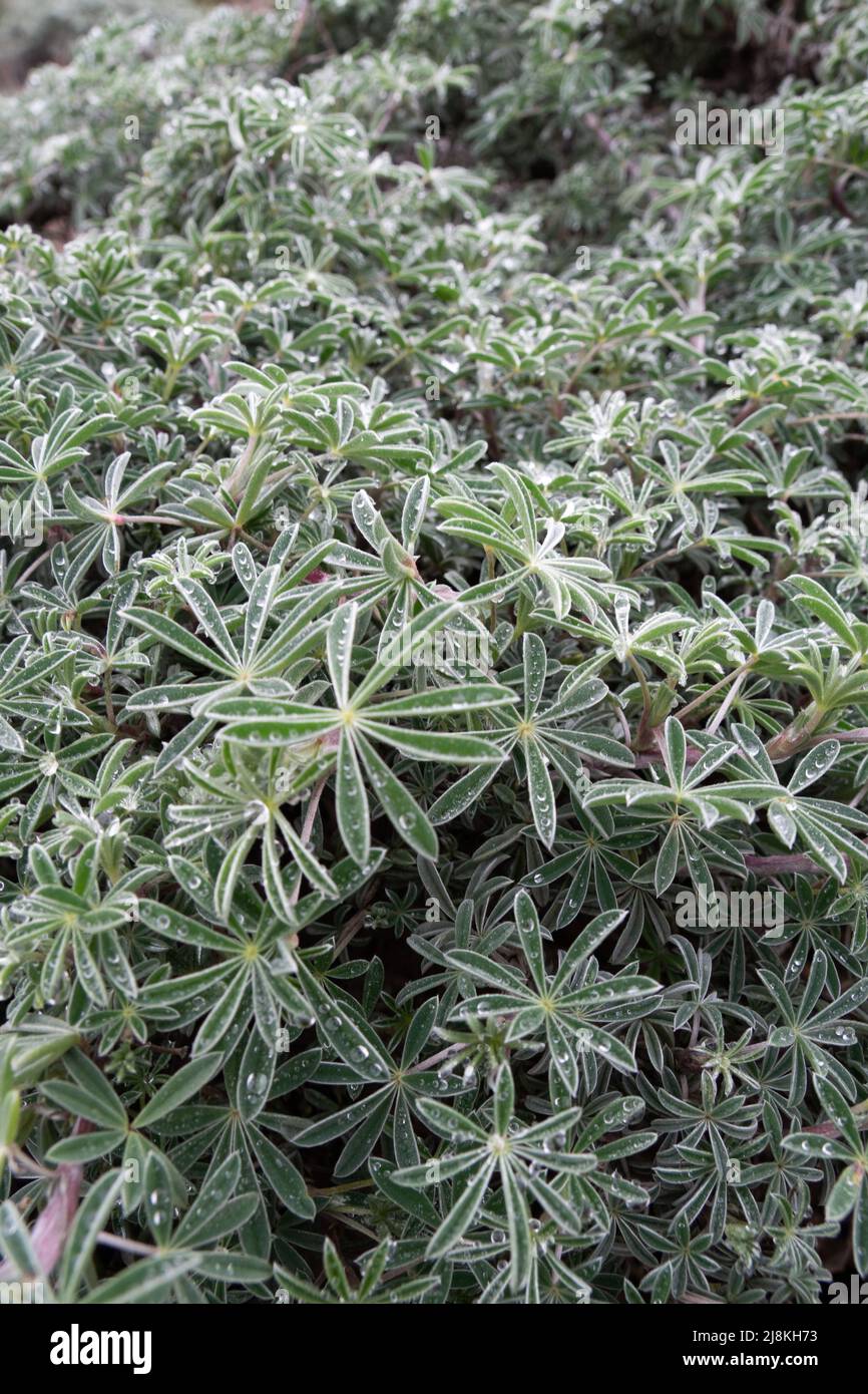 Lupinus arboreus yellow coastal bush lupine covered in dew Stock Photo ...