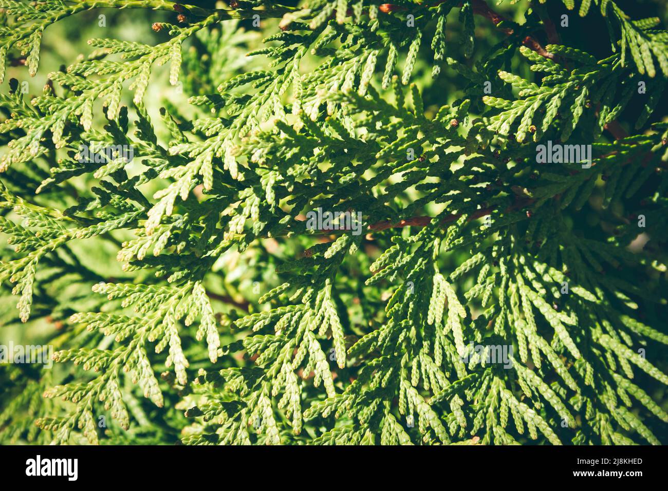 Thuja close-up. Branches of green thuja. Coniferous branch on the ...