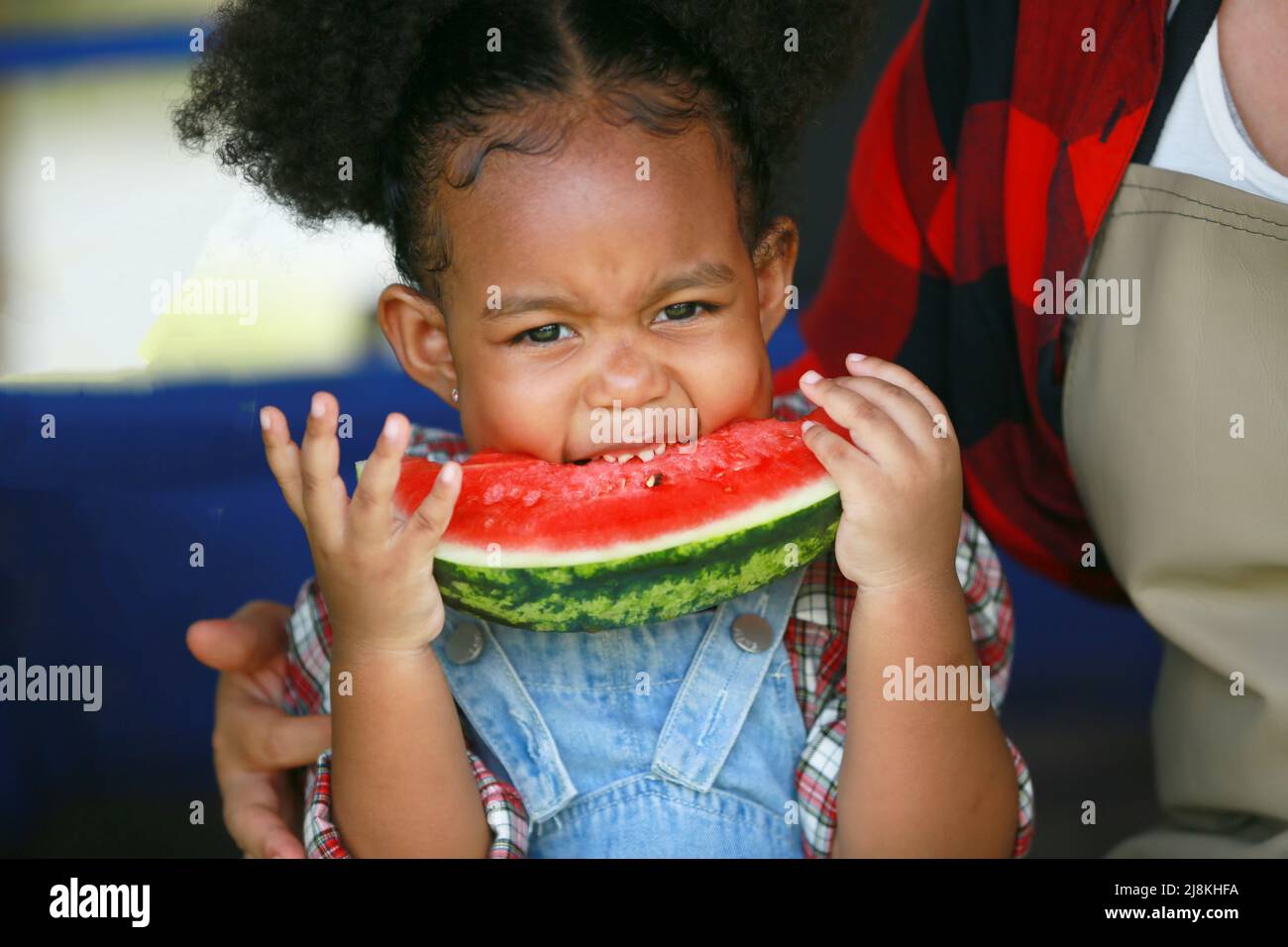 little afro girl enjoy eating watermelon in plantation at organic farm ...