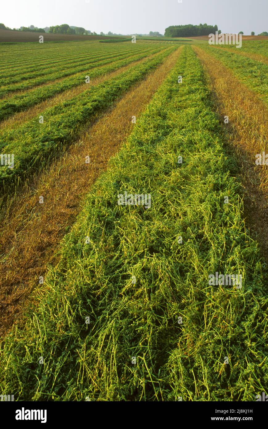 Alfalfa hay field hi-res stock photography and images - Alamy