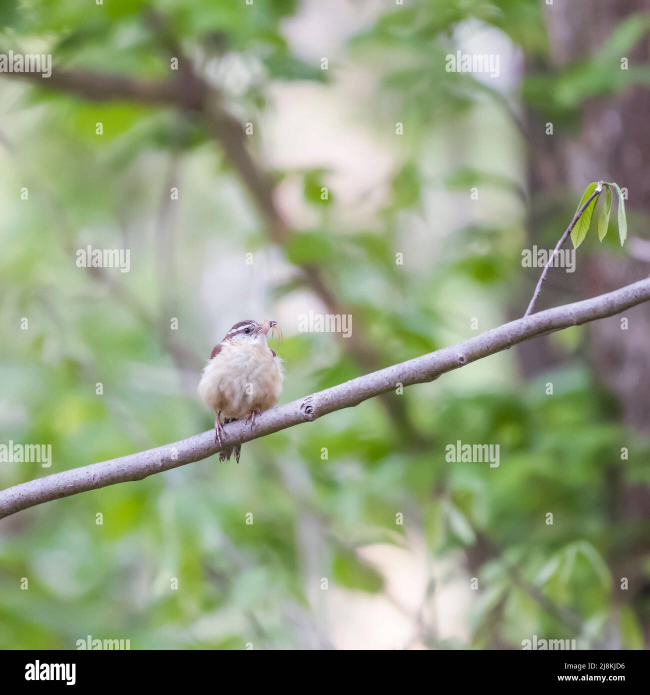 Carolina wren (Thryothorus ludovicianus) in Chesapeake and Ohio Canal ...