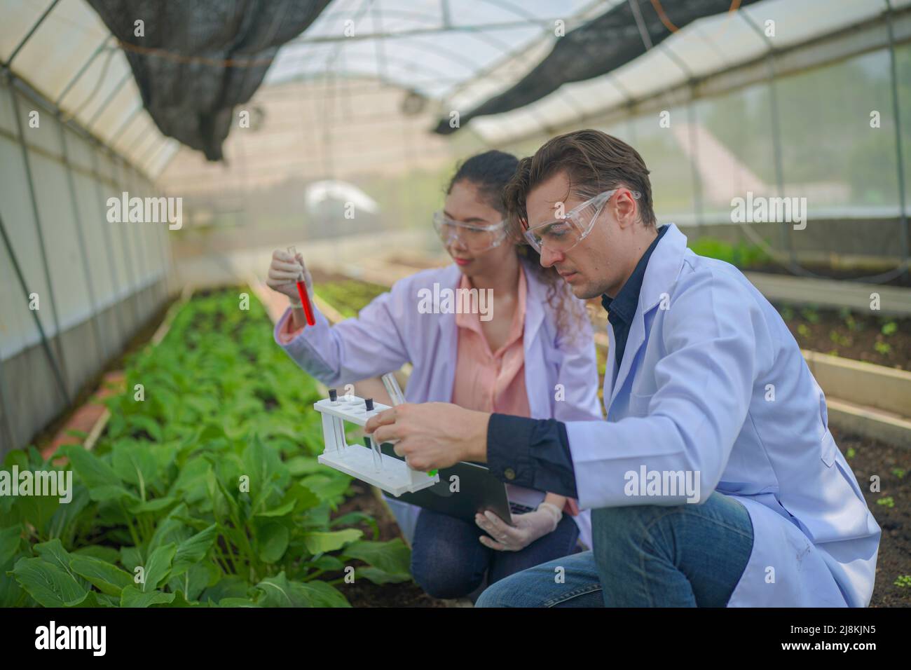 Agronomist farmer quality inspector holding are collecting data in ...