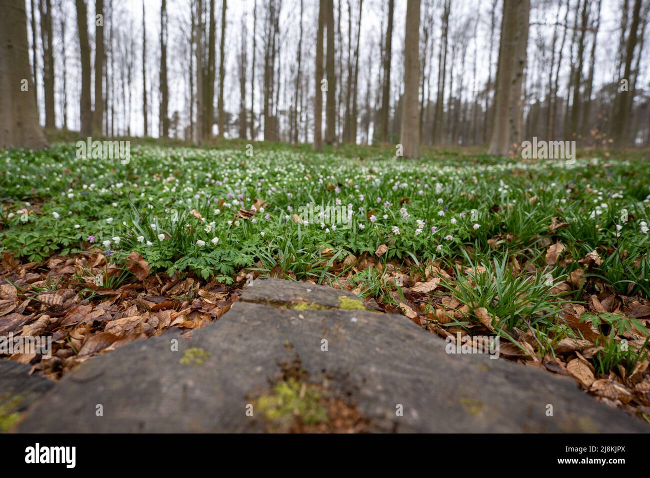 Belgian spring hi-res stock photography and images - Alamy