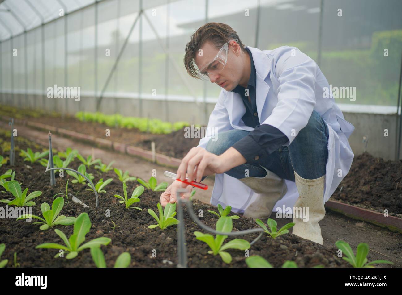 Agronomist farmer quality inspector holding are collecting data in ...