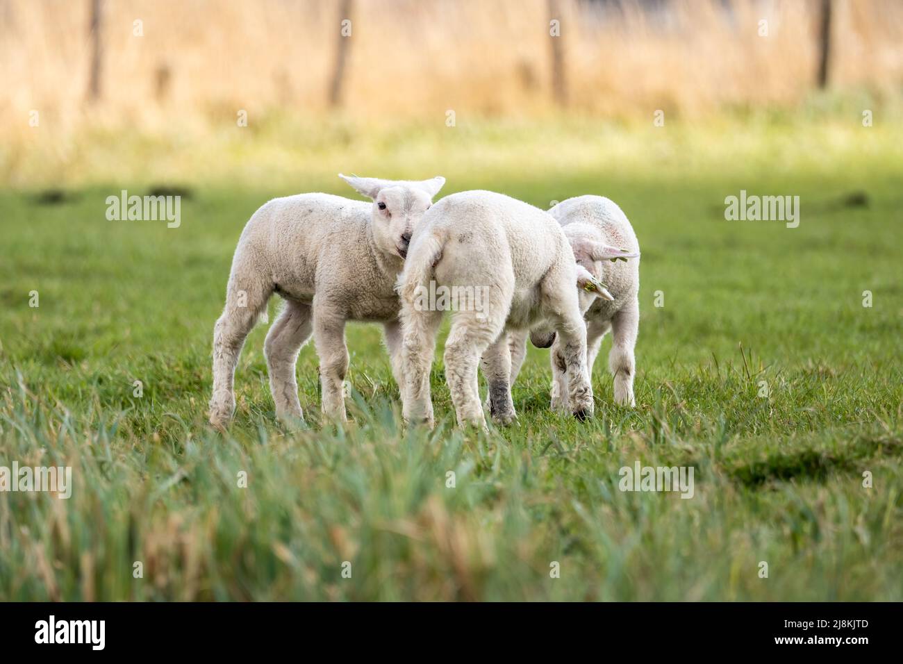 Lambs playing in a green field hi-res stock photography and images - Alamy