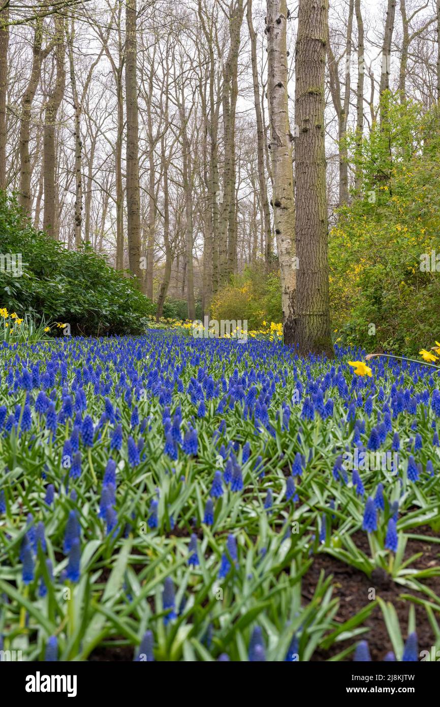 Field of blue flowers amongst the trees Stock Photo - Alamy