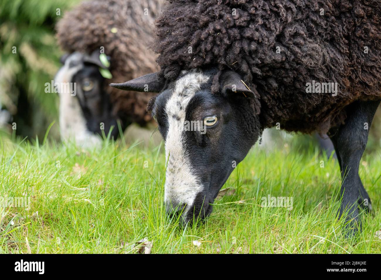 Close up of a black and white sheep chewing on grass Stock Photo - Alamy