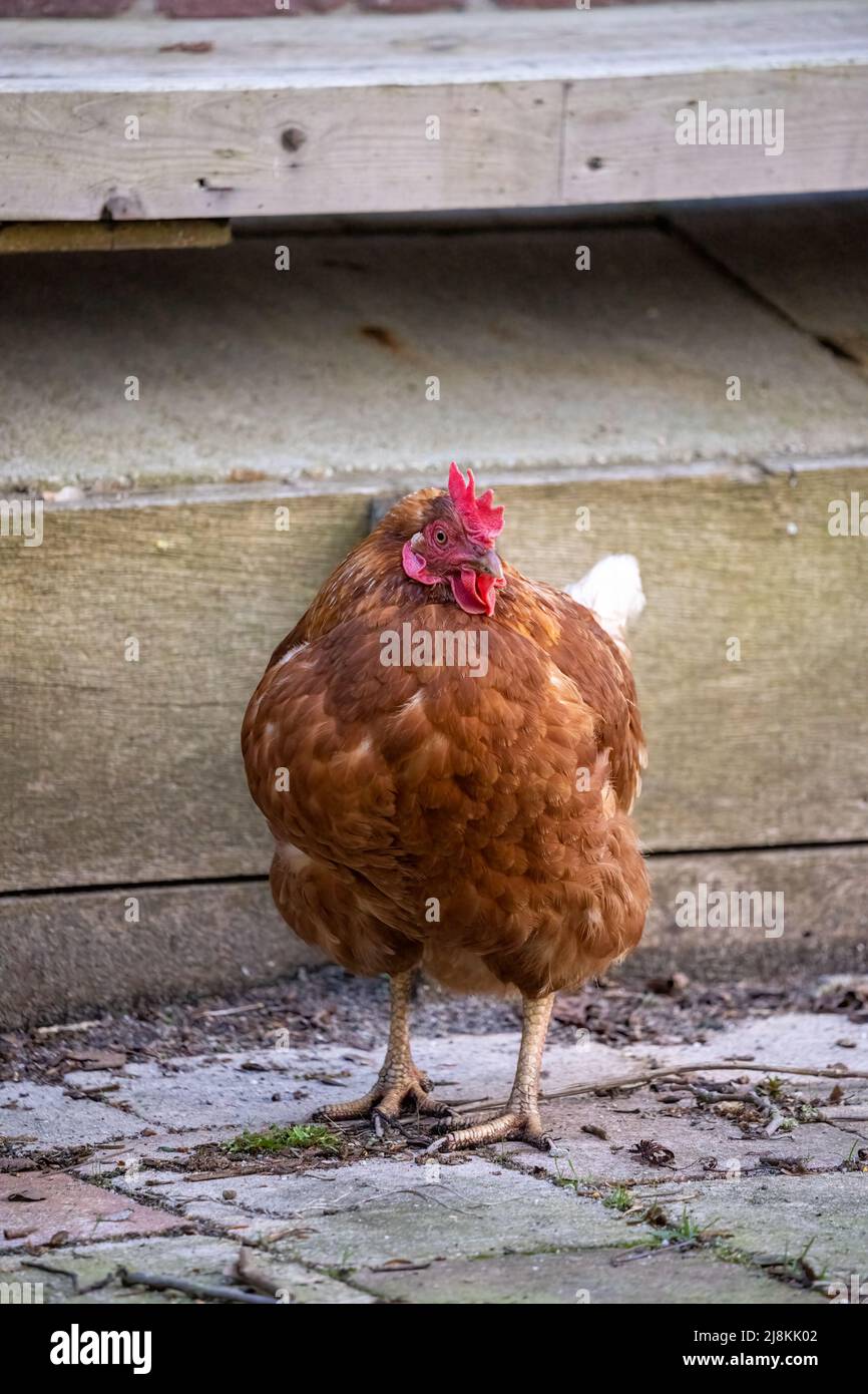 Red chicken standing on cobblestones in front of a wooden structure ...