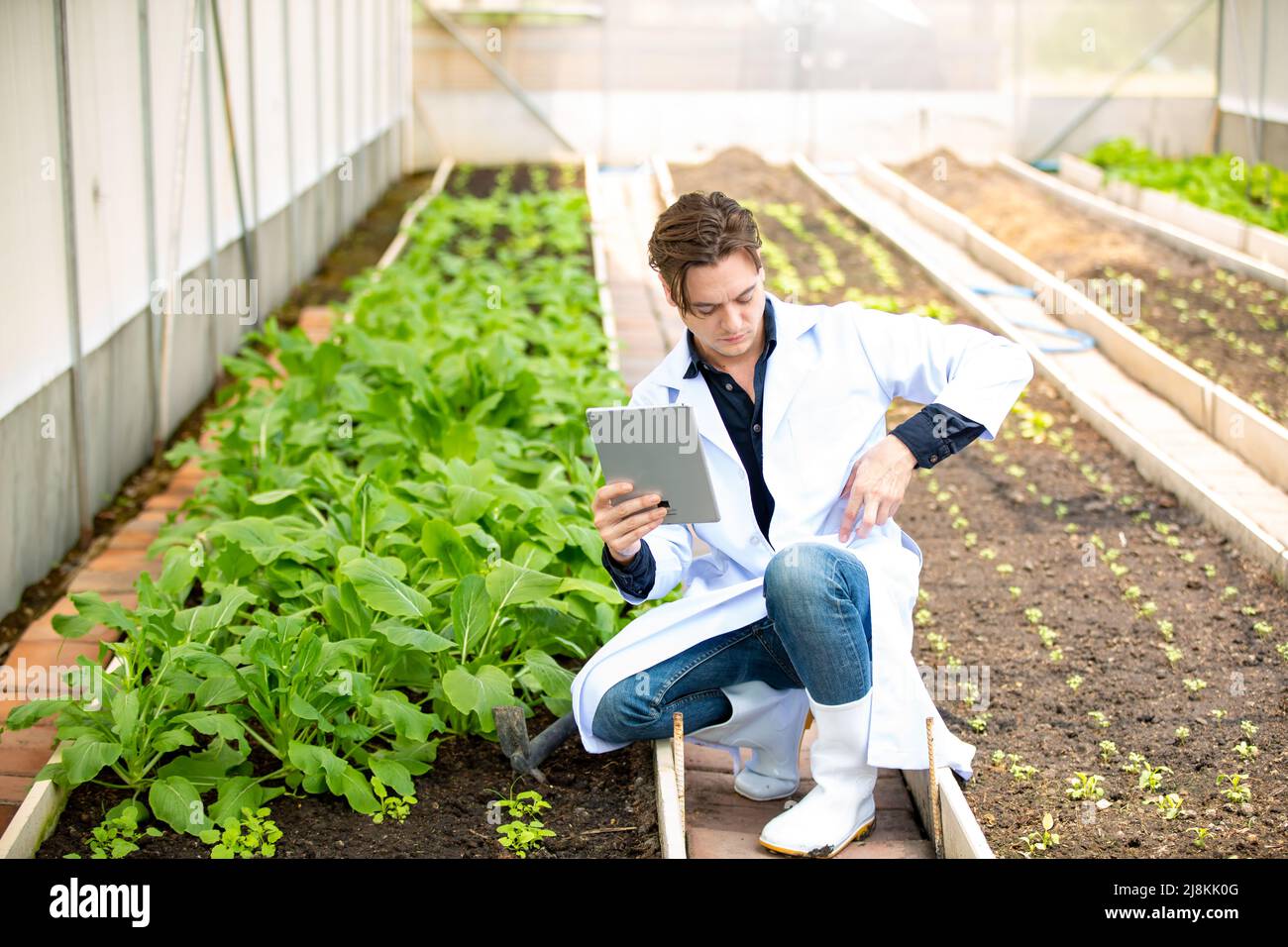 Agronomist farmer quality inspector holding are collecting data in ...