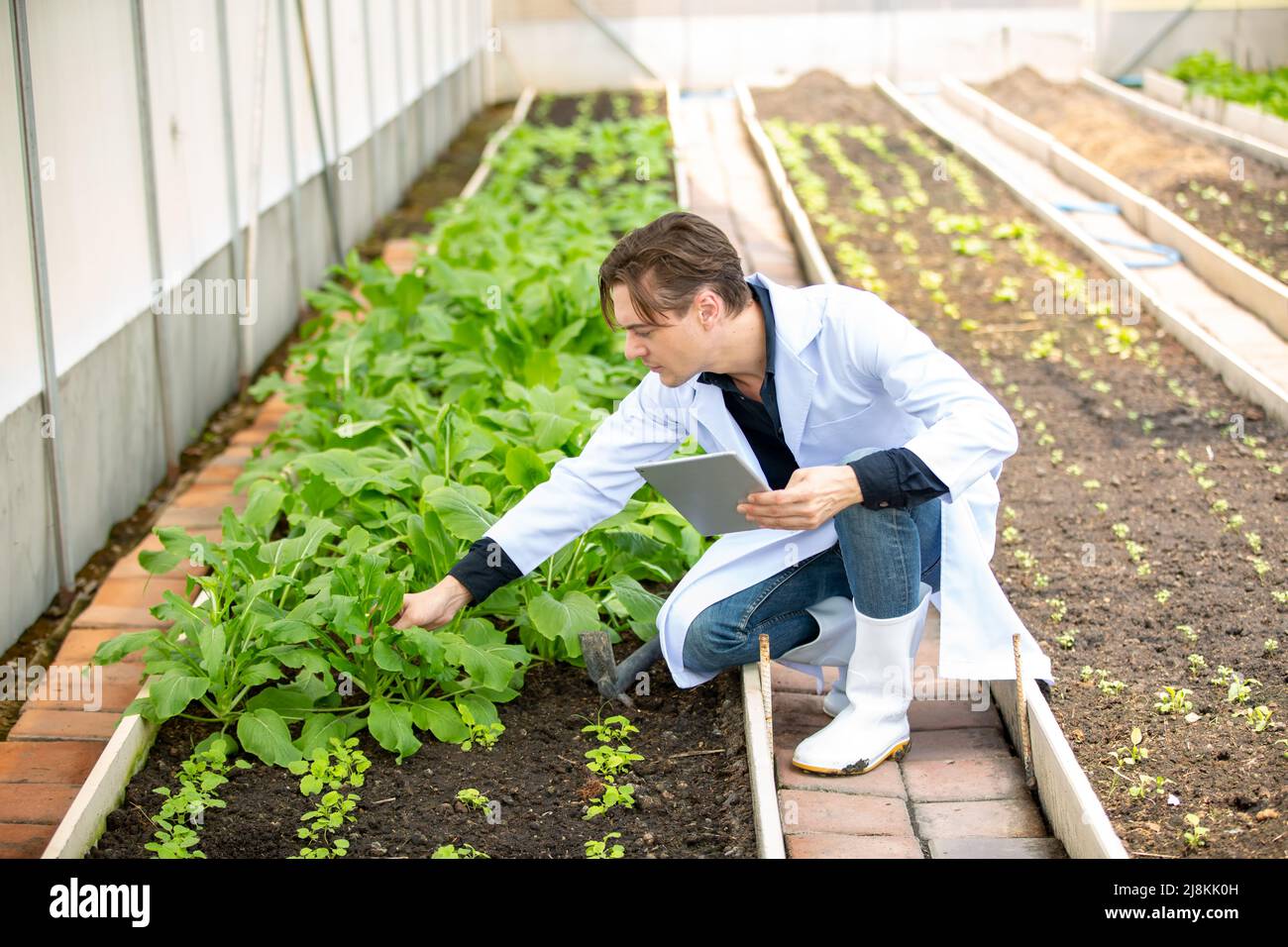 Agronomist farmer quality inspector holding are collecting data in ...