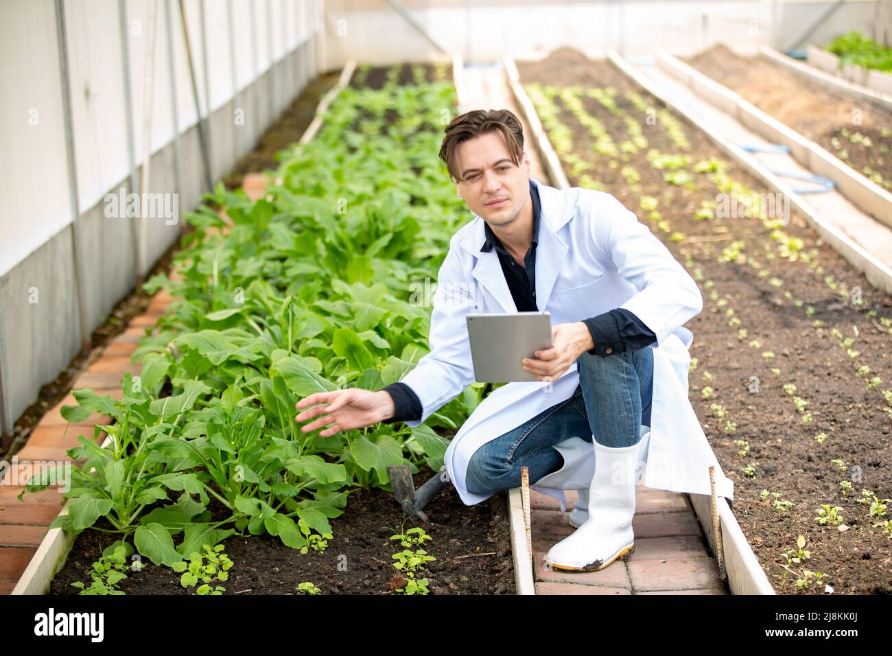 Agronomist farmer quality inspector holding are collecting data in ...