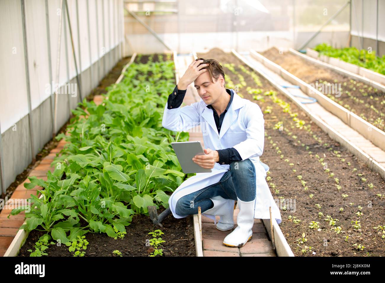 Agronomist farmer quality inspector holding are collecting data in ...