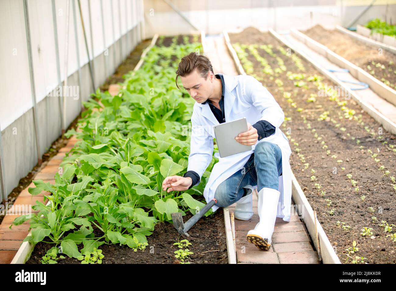 Agronomist farmer quality inspector holding are collecting data in ...